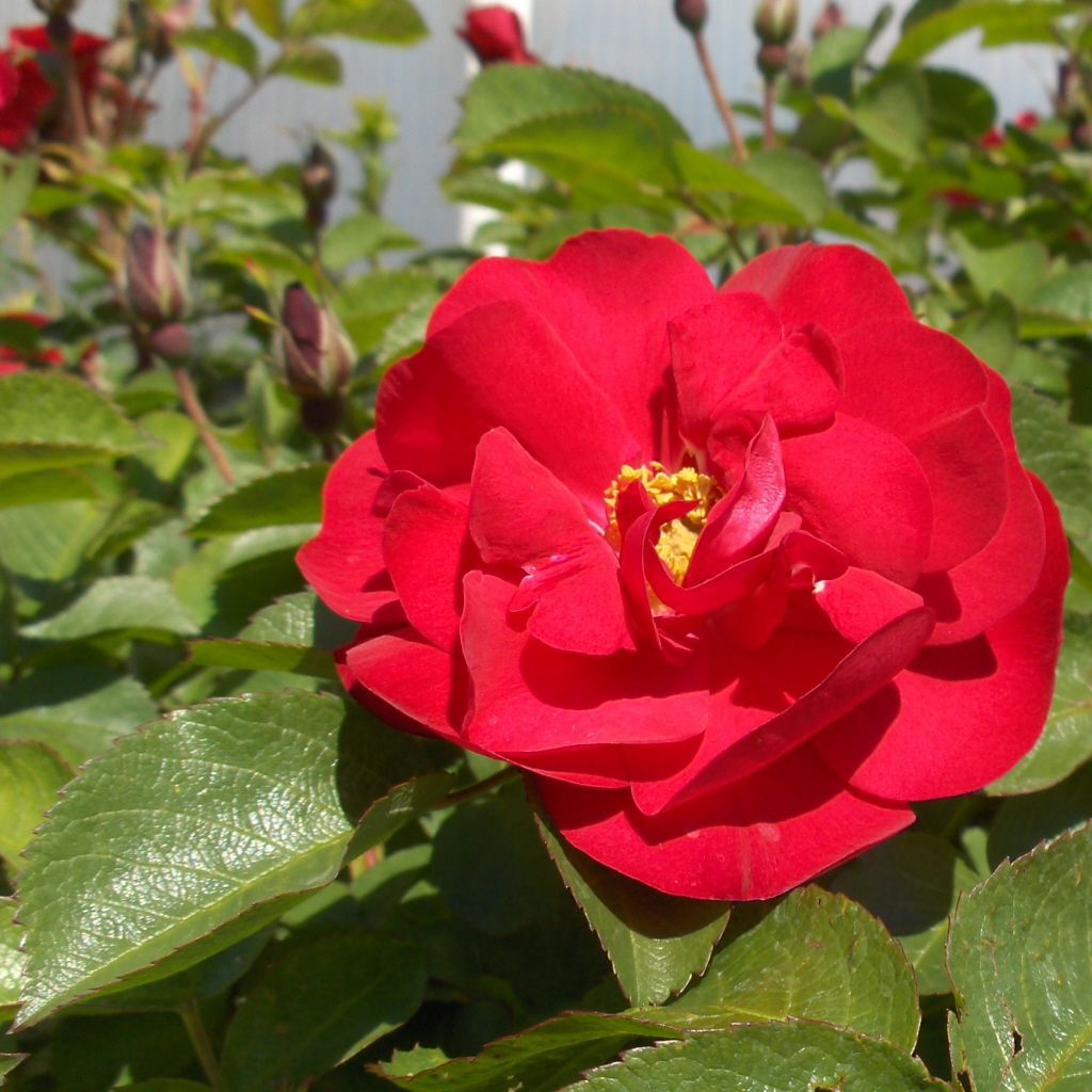 Rosa 'Hansaland' -R- STR III