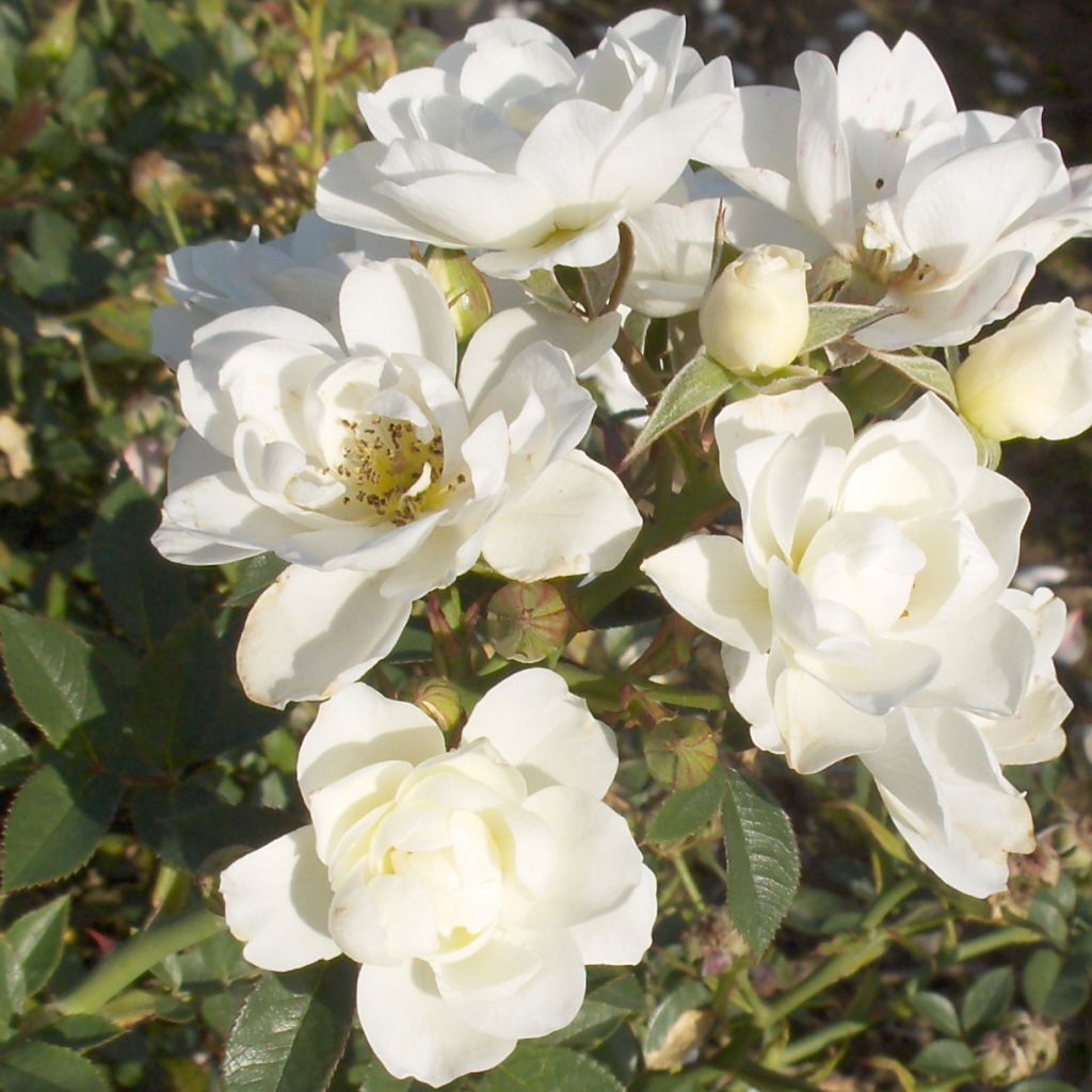 Rosa 'Kent' -R- BDR III