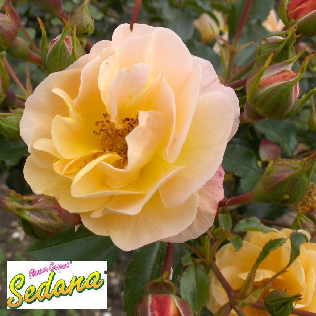 Rosa 'Sedana' -R- BDR