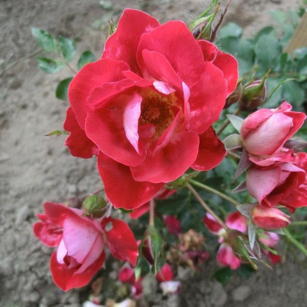 Rosa 'Caracho' -R- STR III