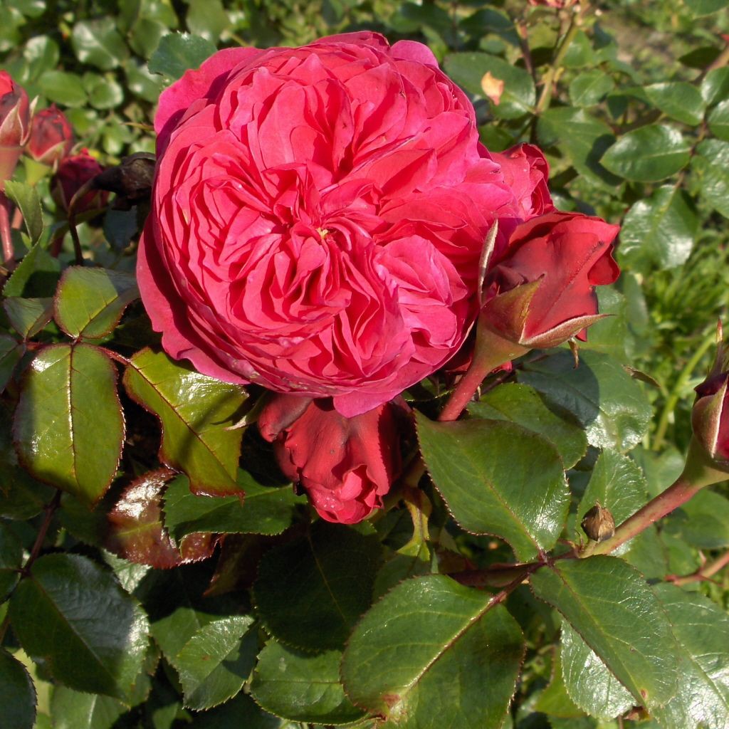 Beetrosen :: - Seite 4 von 6